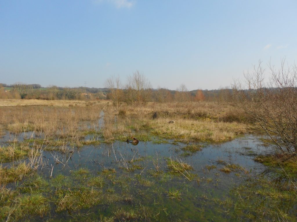 Friches urbaines et industrielles : une biodiversité de transition