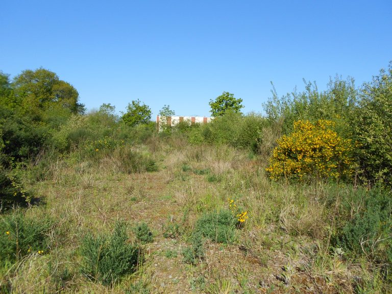 Friches urbaines et industrielles : une biodiversité de transition