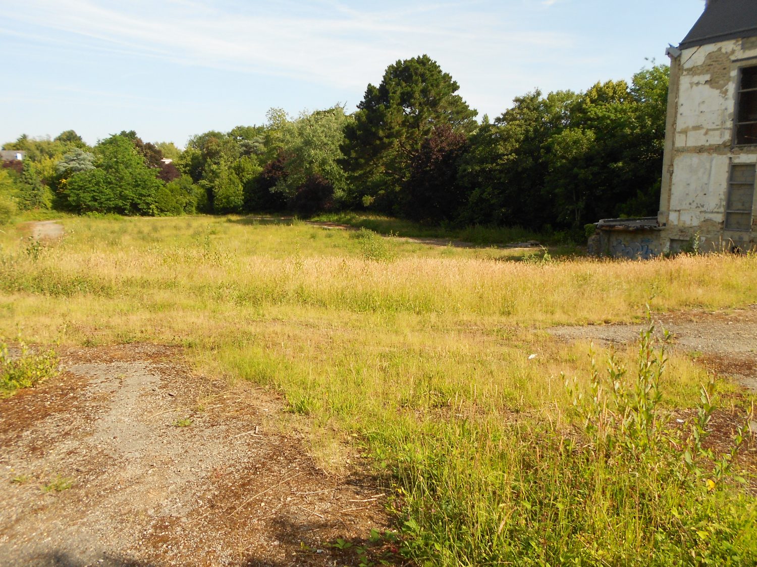 Friches urbaines et industrielles : une biodiversité de transition
