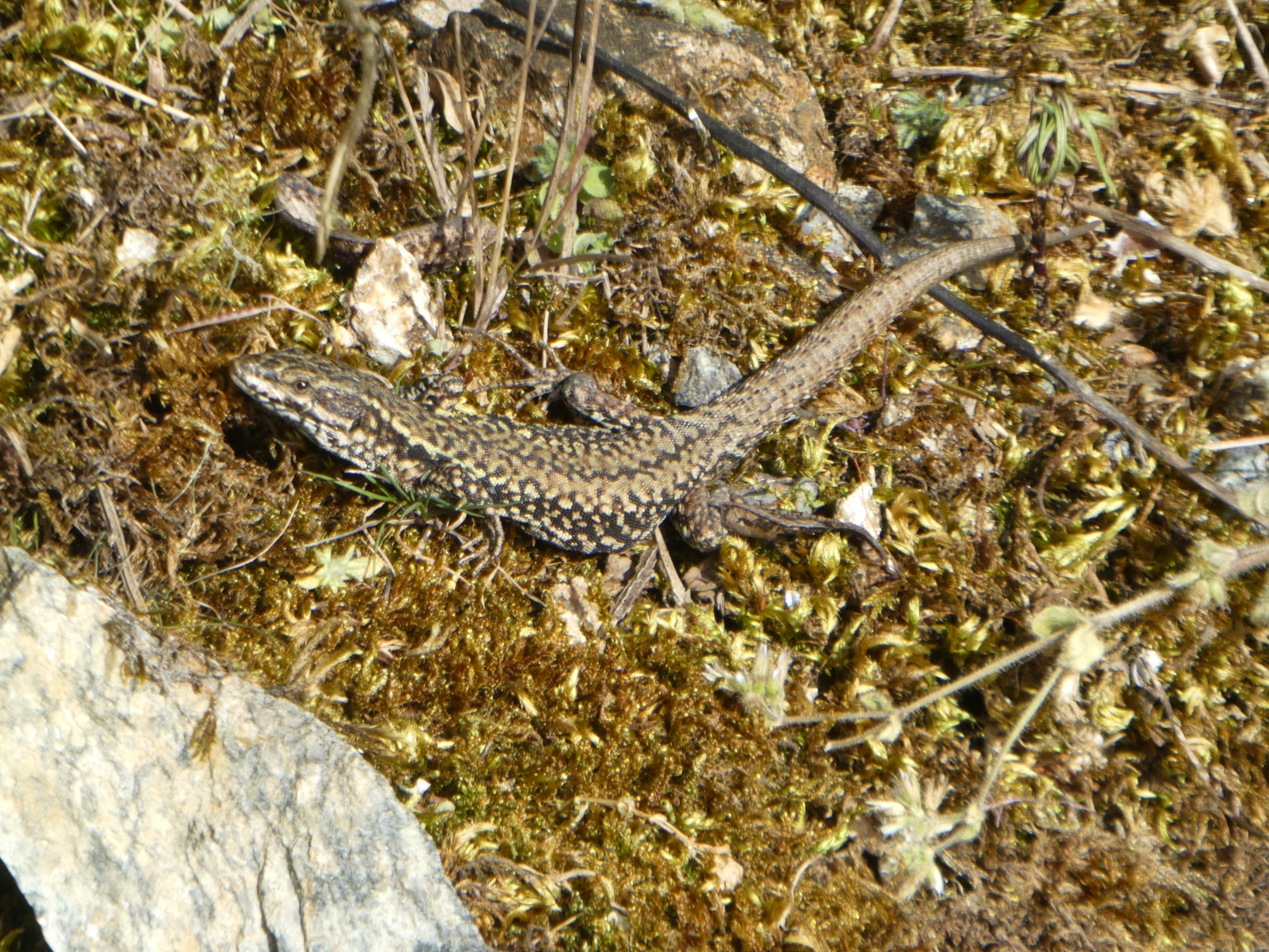 Lézard des murailles : statut de protection, risques de destruction ...