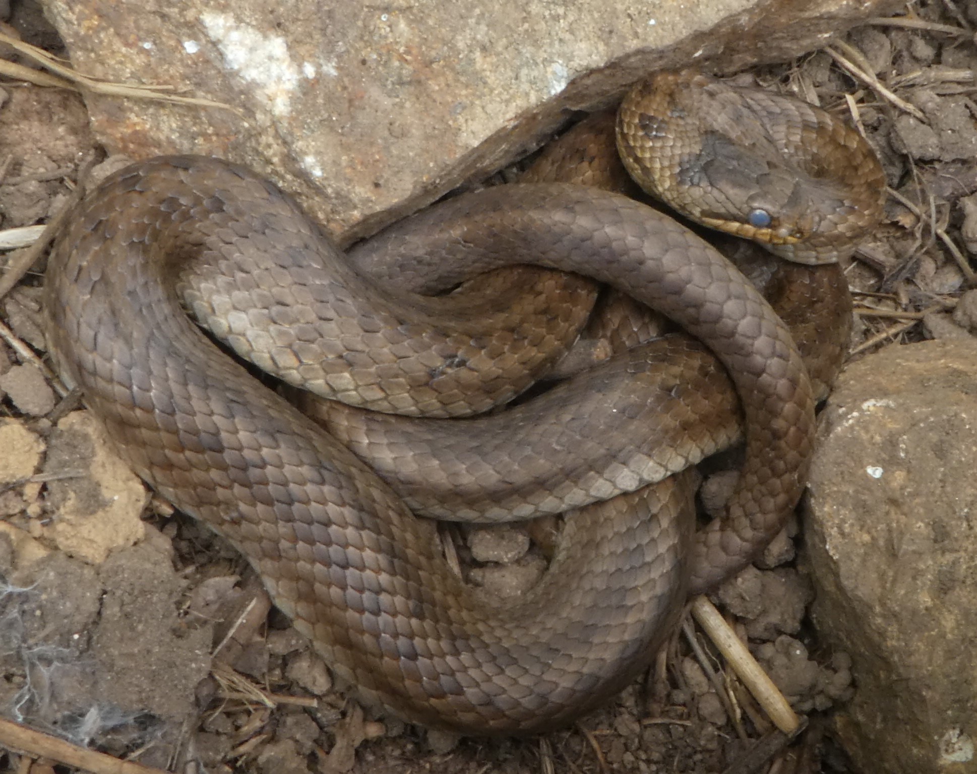 Inventaire des reptiles : comparaison de la méthode "avec plaques" et ...