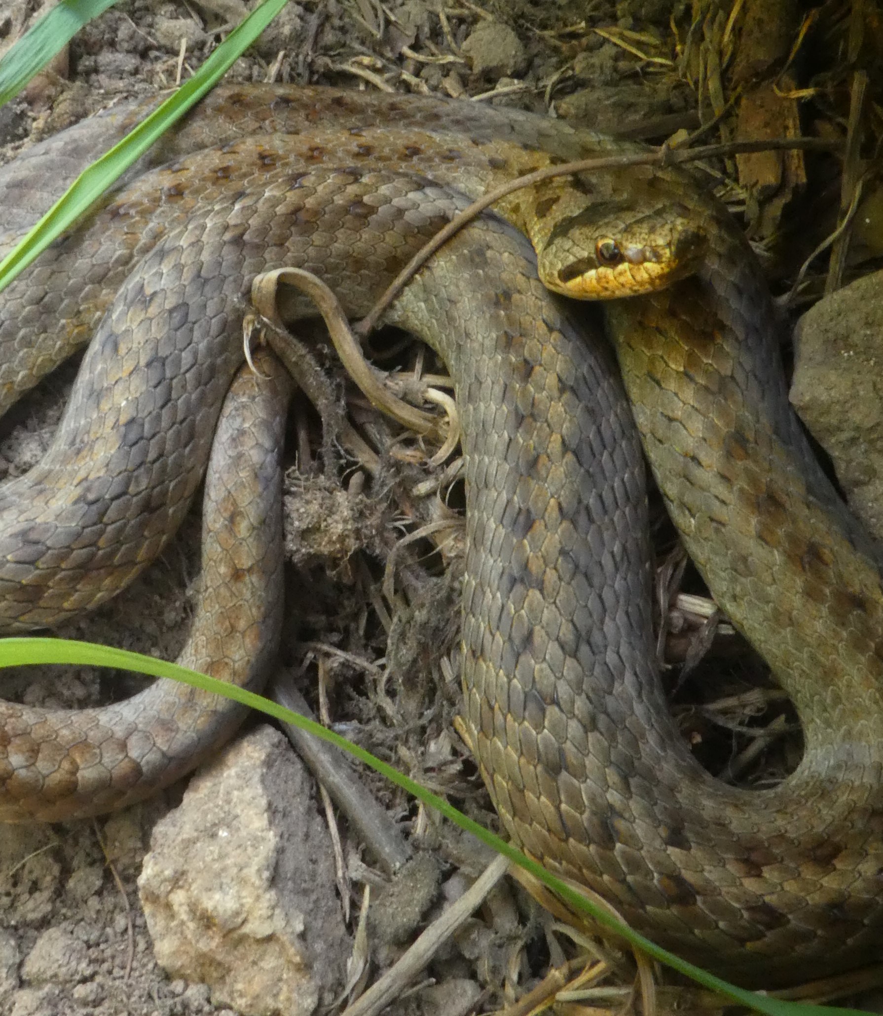 Inventaire des reptiles : comparaison de la méthode "avec plaques" et ...